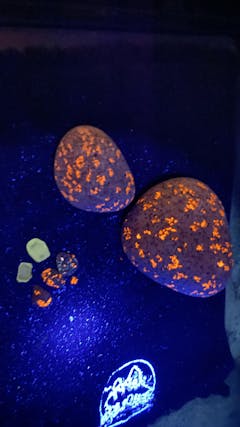 C8 Convoy Longwave 365nm Filtered UV Flashlight - Yooperlite Hunter Pa ...