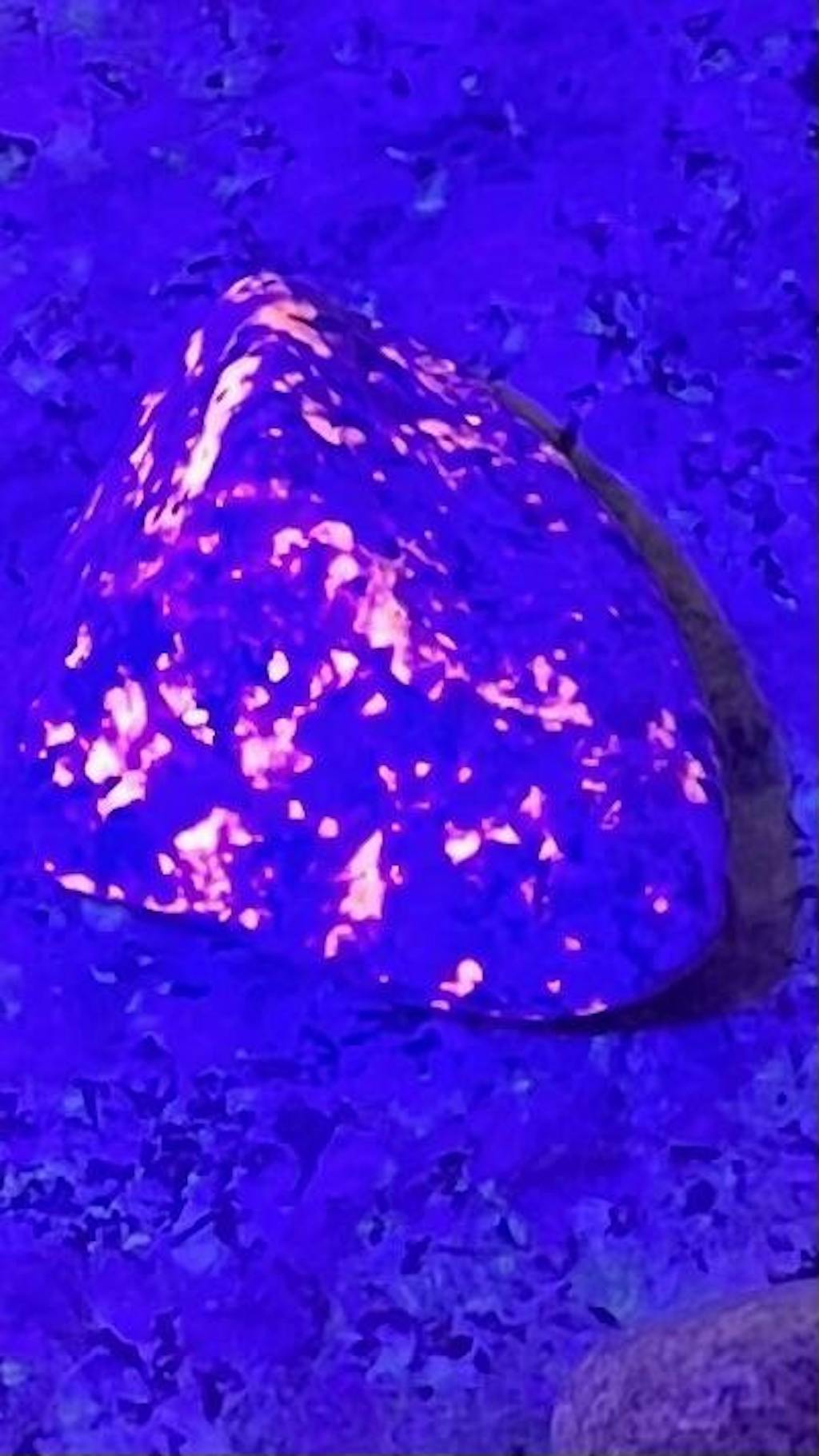 Hand Picked Yooperlite – Yooperlites