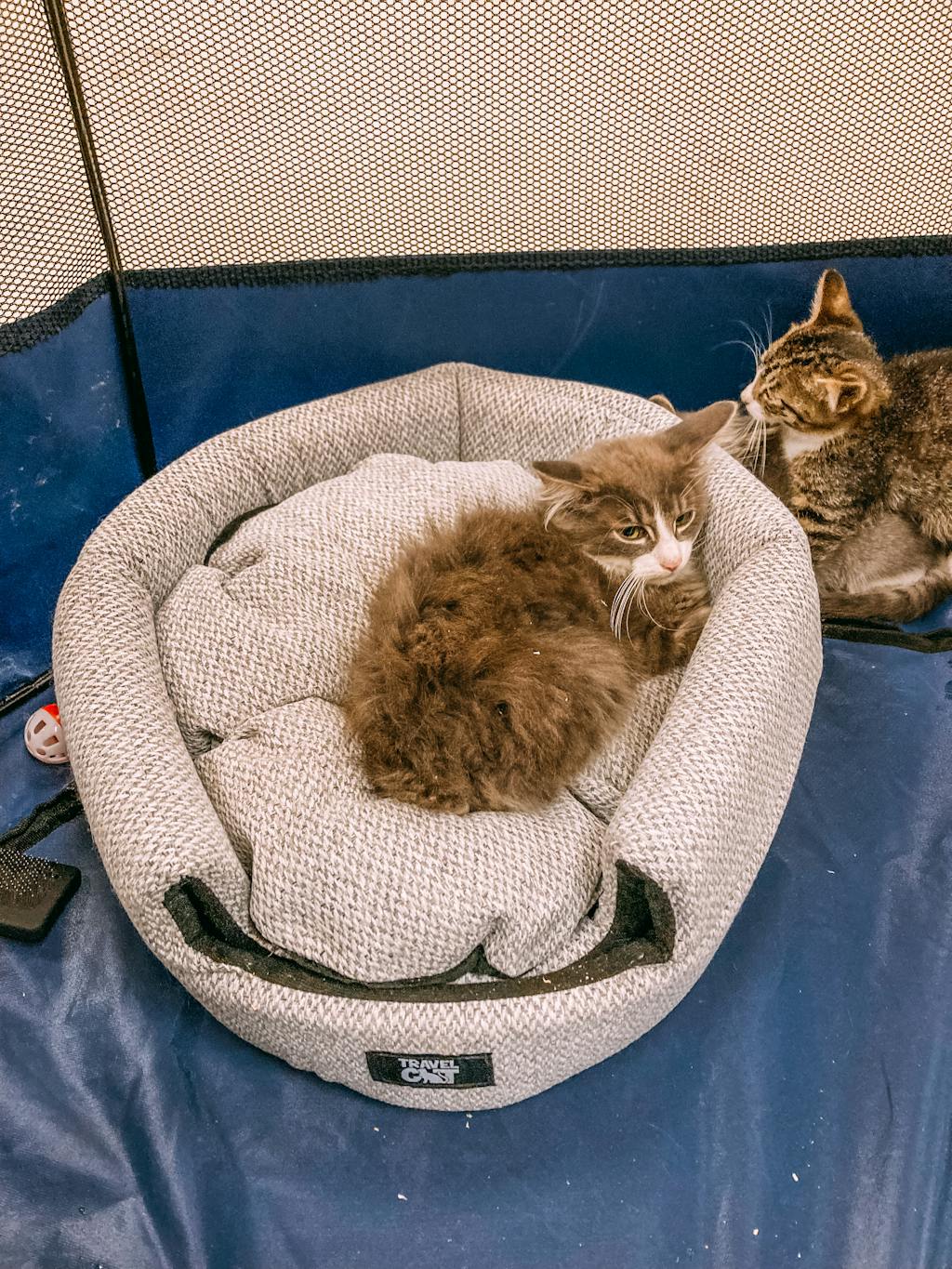 "The Meowbile Home" Convertible Cat Bed & Cave – Your Cat Backpack by ...