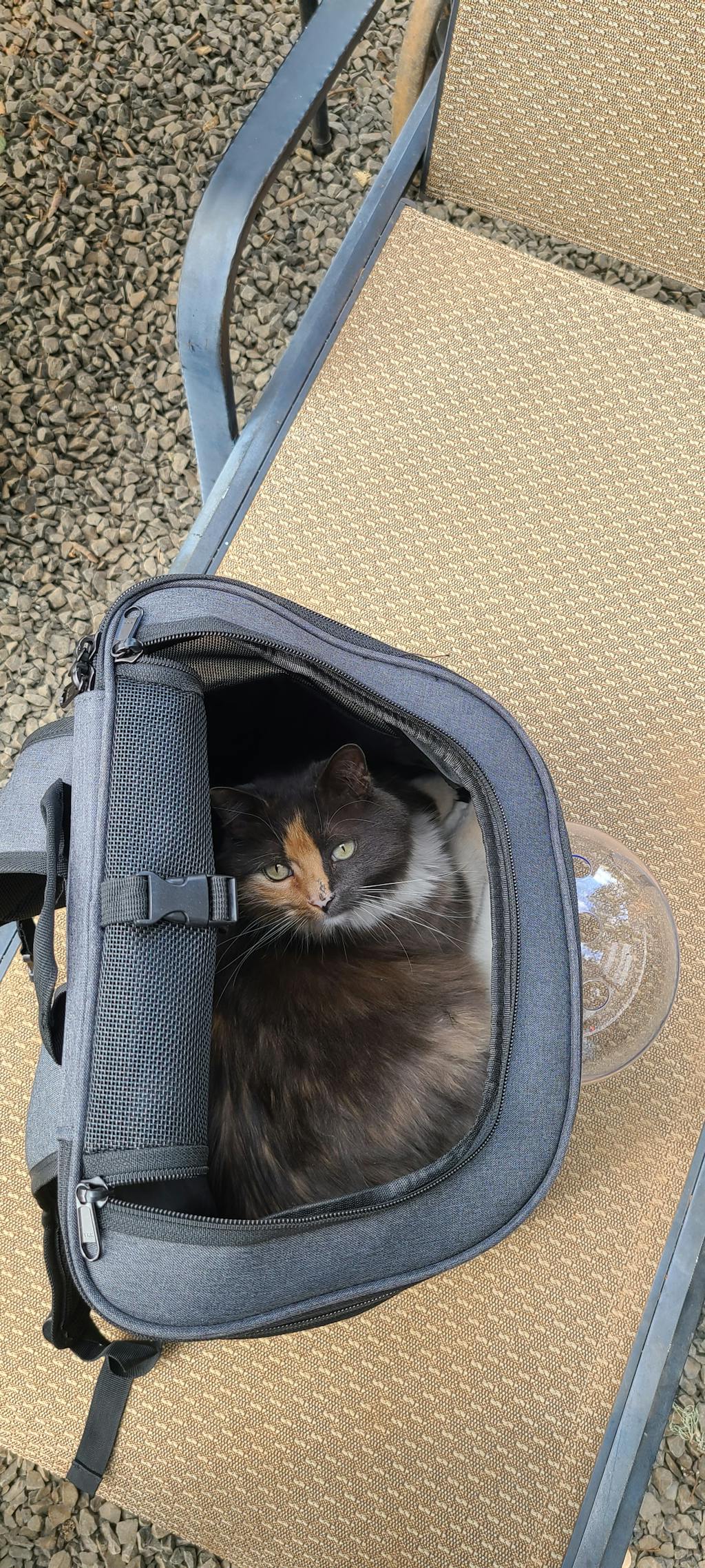 "The Fat Cat" Cat Backpack - For Larger Cats - Bubble Cat Carrier ...