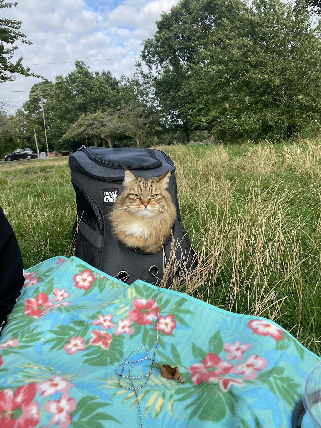 "The Fat Cat" Cat Backpack - For Larger Cats - Bubble Cat Carrier ...