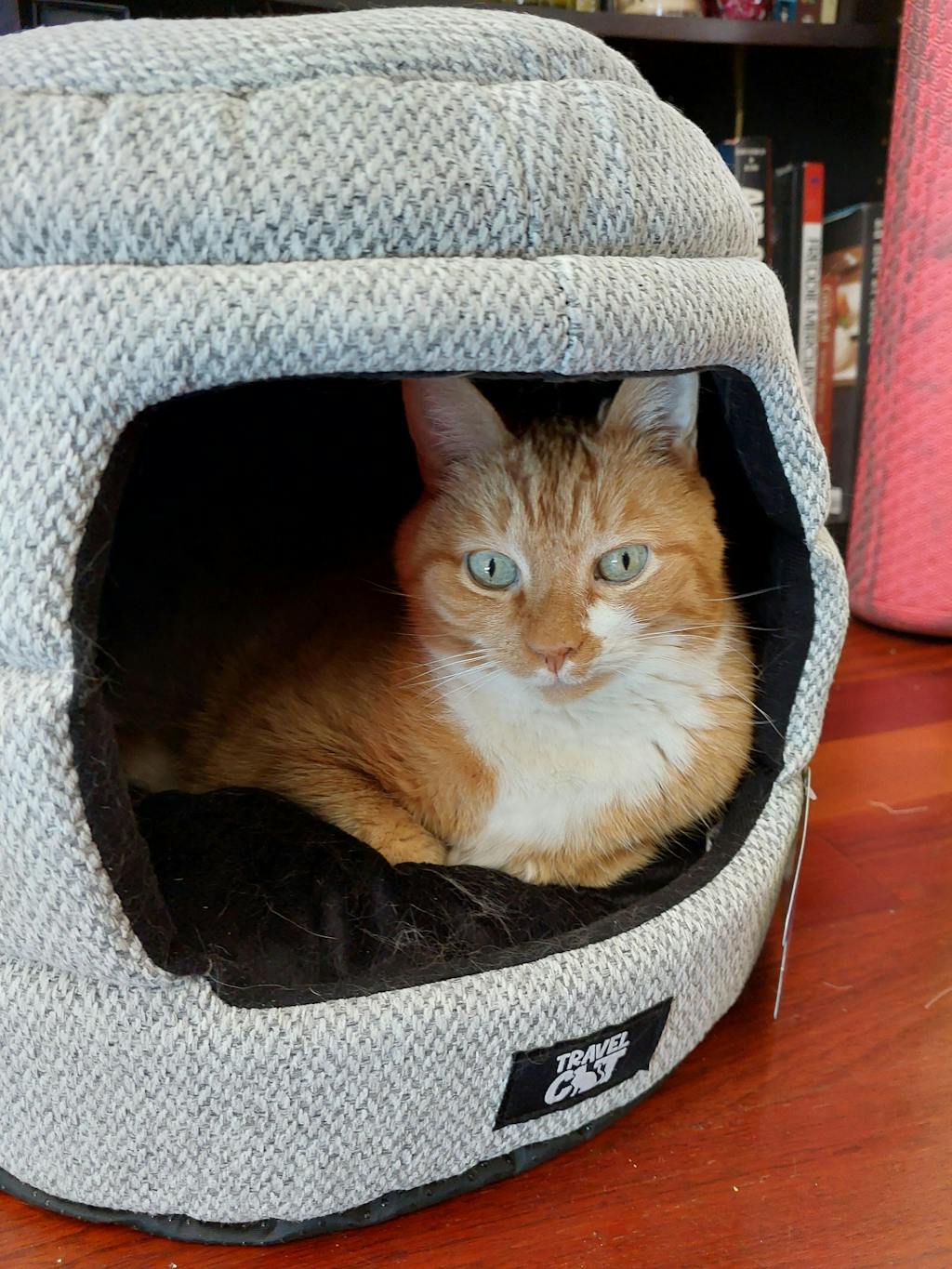 "The Meowbile Home" Convertible Cat Bed & Cave