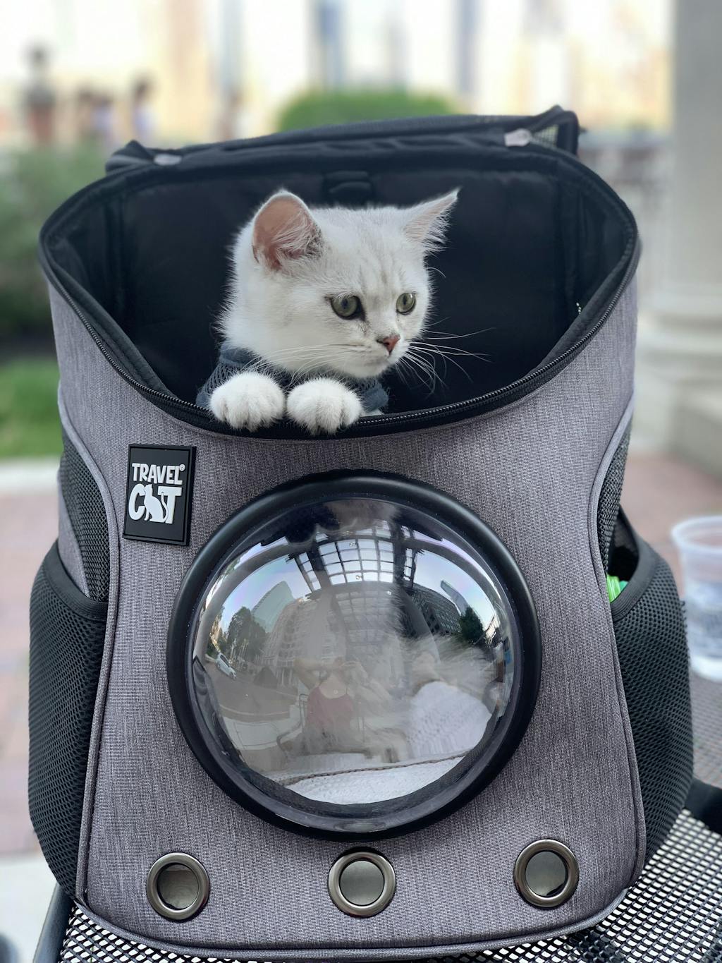 "The Fat Cat" Mini Cat Backpack - Purple – Your Cat Backpack by Travel Cat