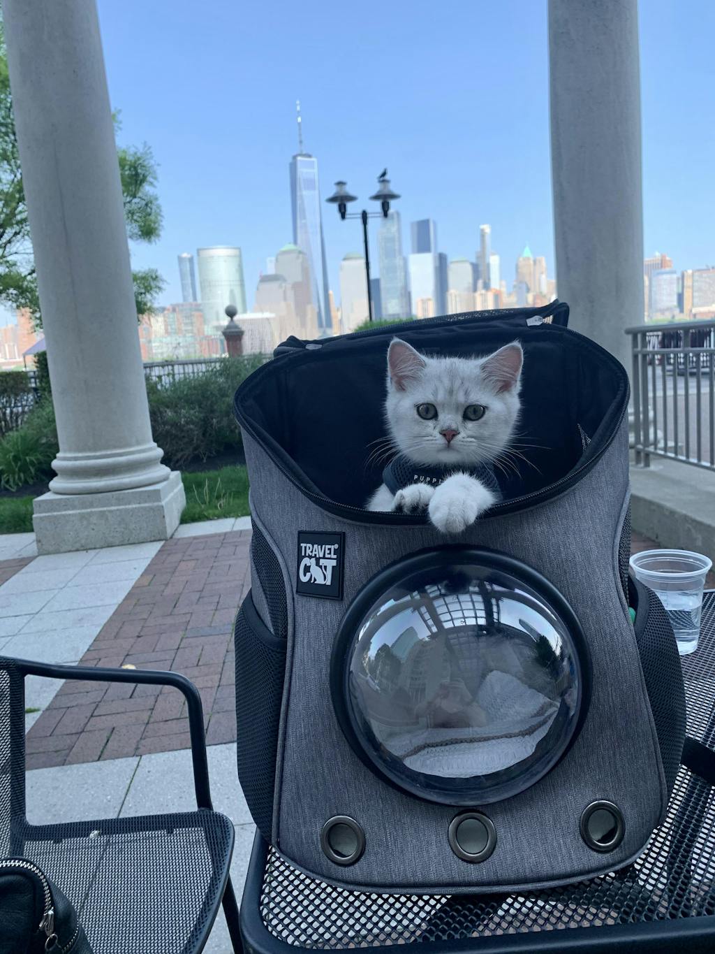 "The Fat Cat" Mini Cat Backpack - Purple – Your Cat Backpack by Travel Cat