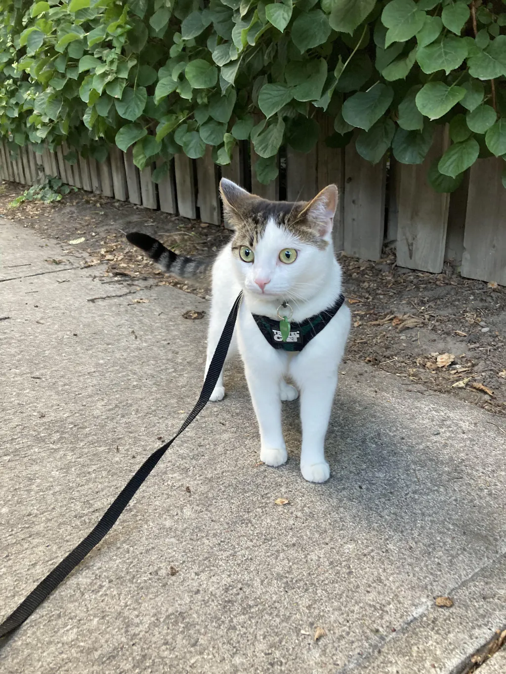 "The True Adventurer" Reflective Cat & Kitten Harness and Leash Set fo ...