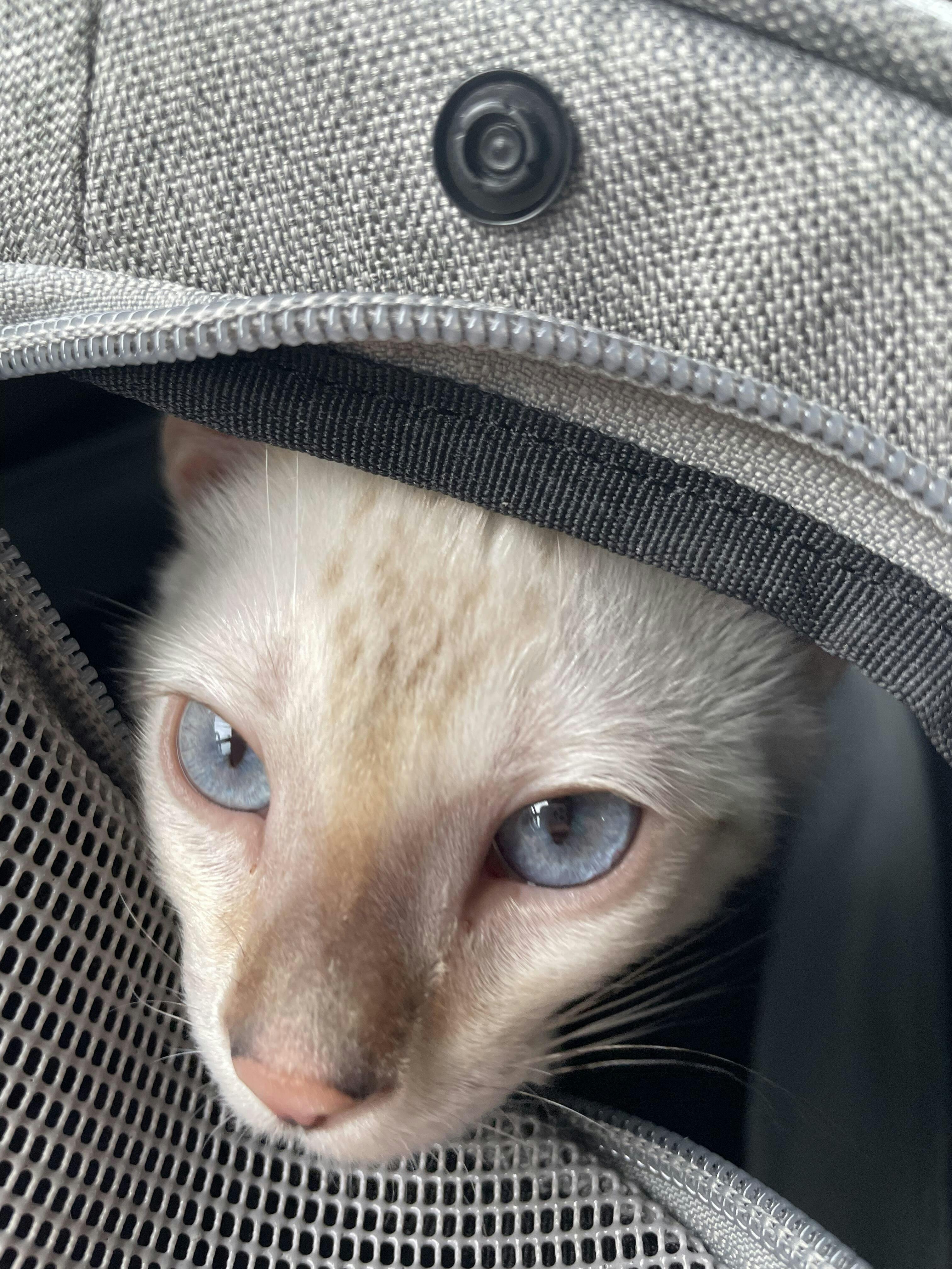 "The Transpurrter" Ultimate Calming Convertible Cat Carrier in Heather ...