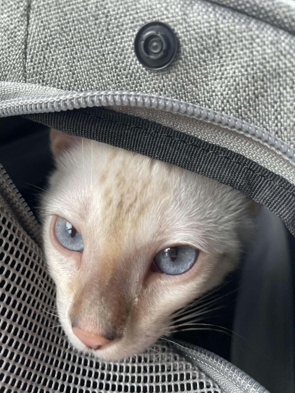 "The Transpurrter" Ultimate Calming Convertible Cat Carrier in Heather ...