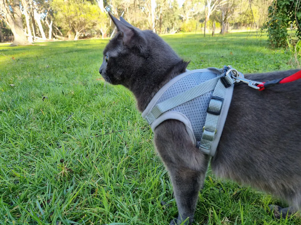 "The True Adventurer" Reflective Cat & Kitten Harness and Leash Set fo ...