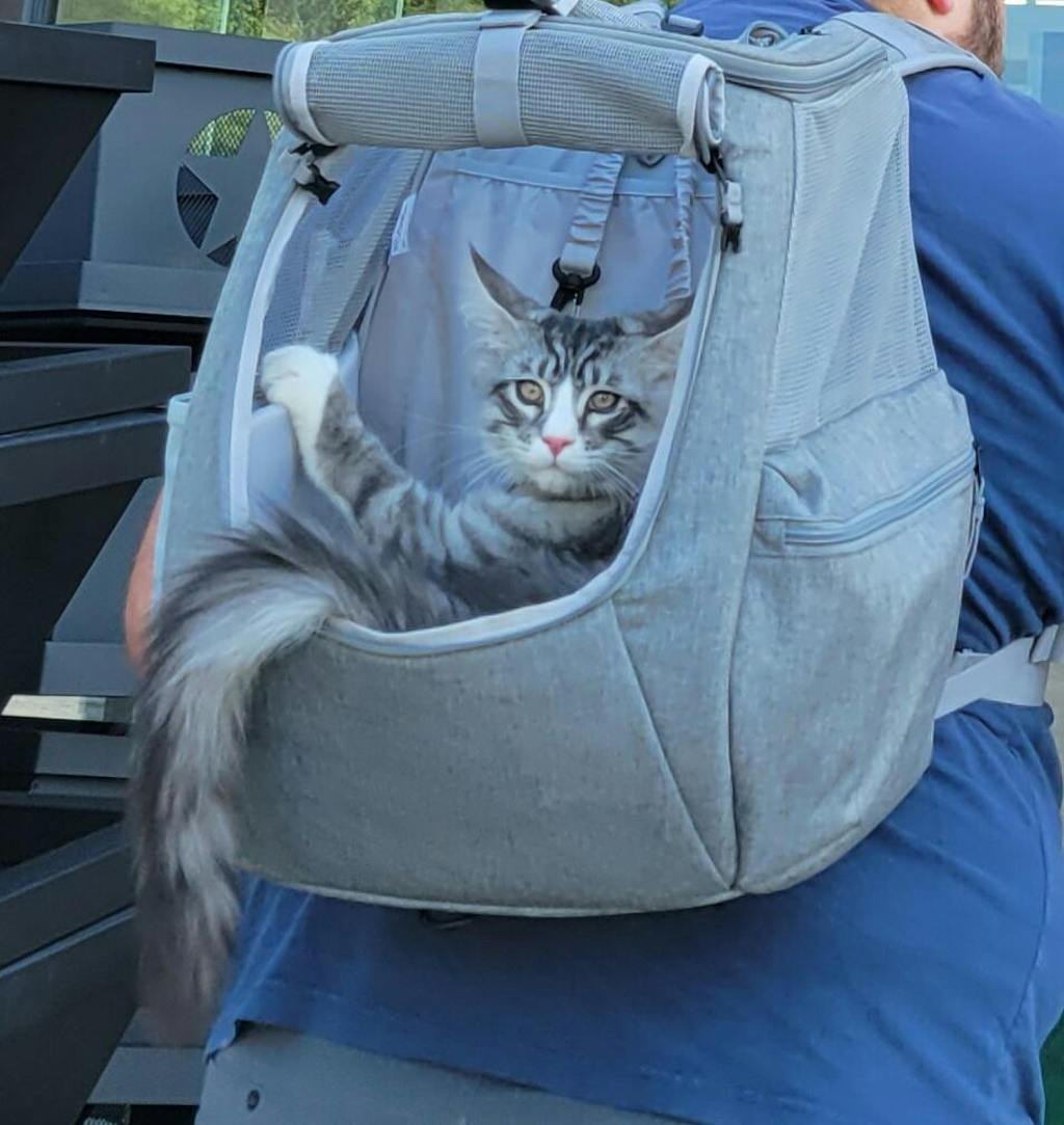 "The Navigator" Convertible Cat Backpack - For Adventurous Cats and Hu ...