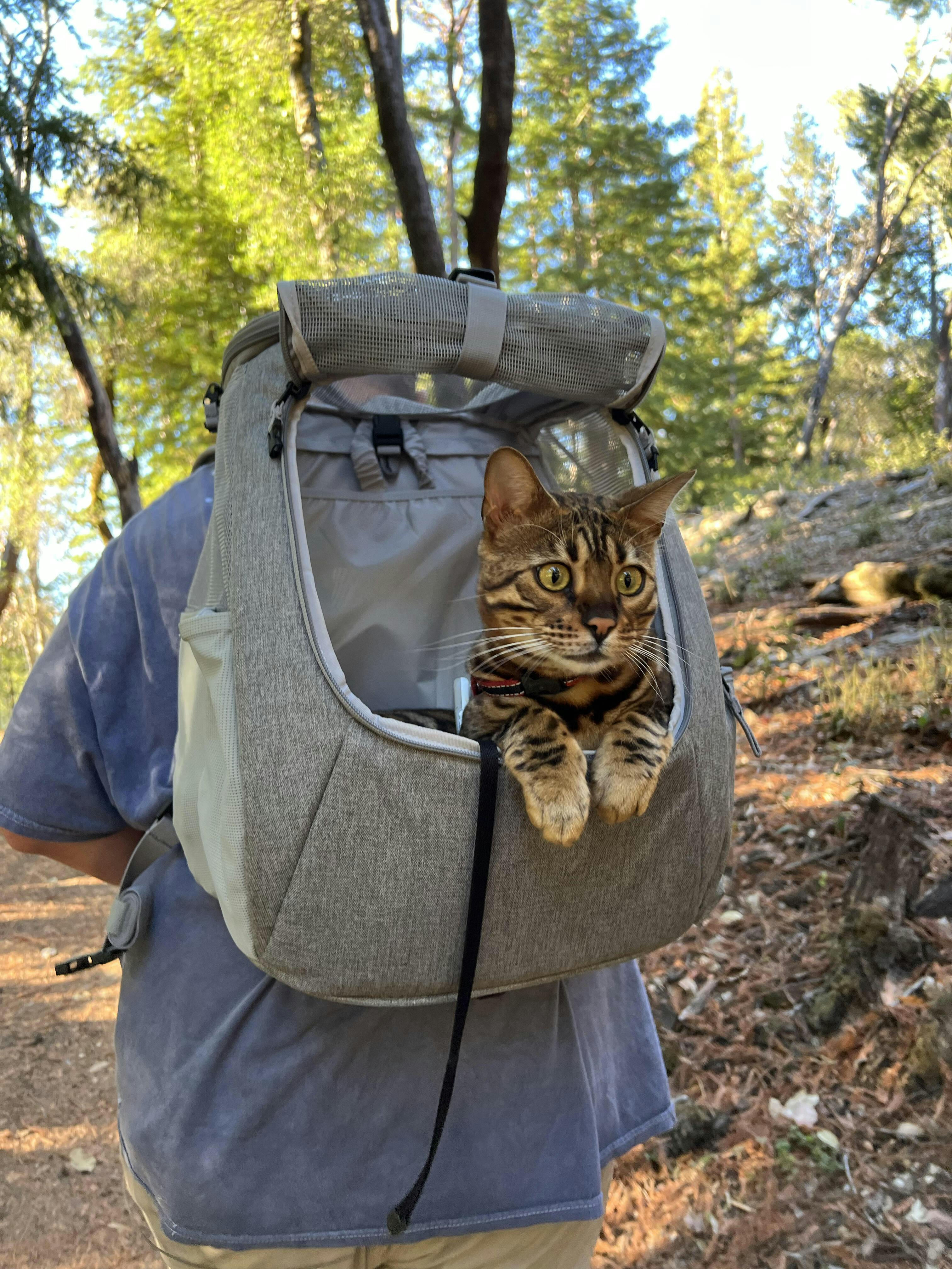 "The Navigator" Convertible Cat Backpack - For Adventurous Cats and Hu ...