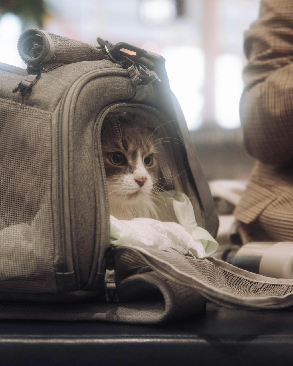 "The Navigator" Convertible Cat Backpack - For Adventurous Cats and Hu ...