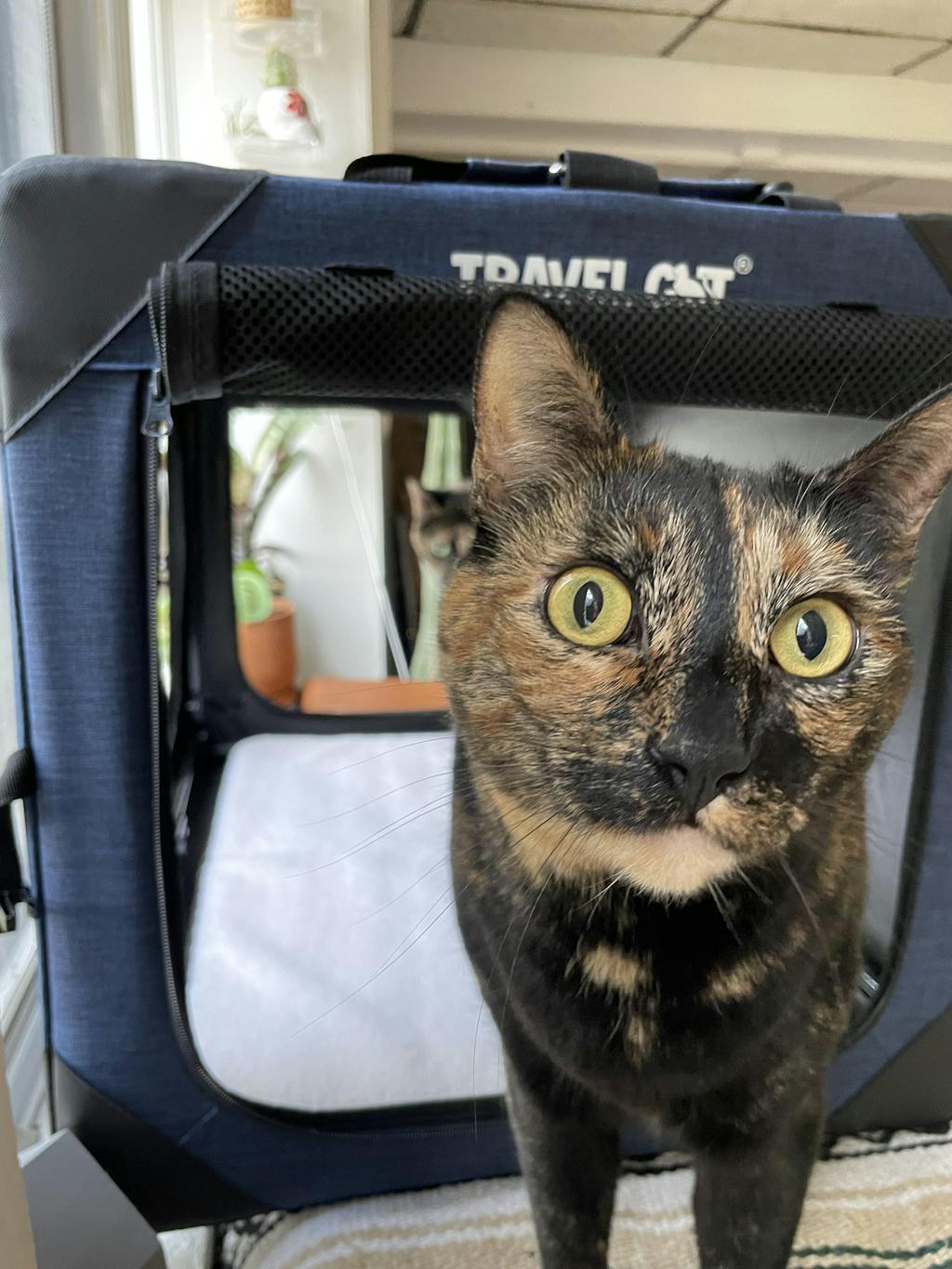 "The Boop Coop" Collapsible Travel Cat Crate & Carrier – Travel Cat ...