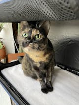 "The Boop Coop" Collapsible Travel Cat Crate & Carrier – Travel Cat ...