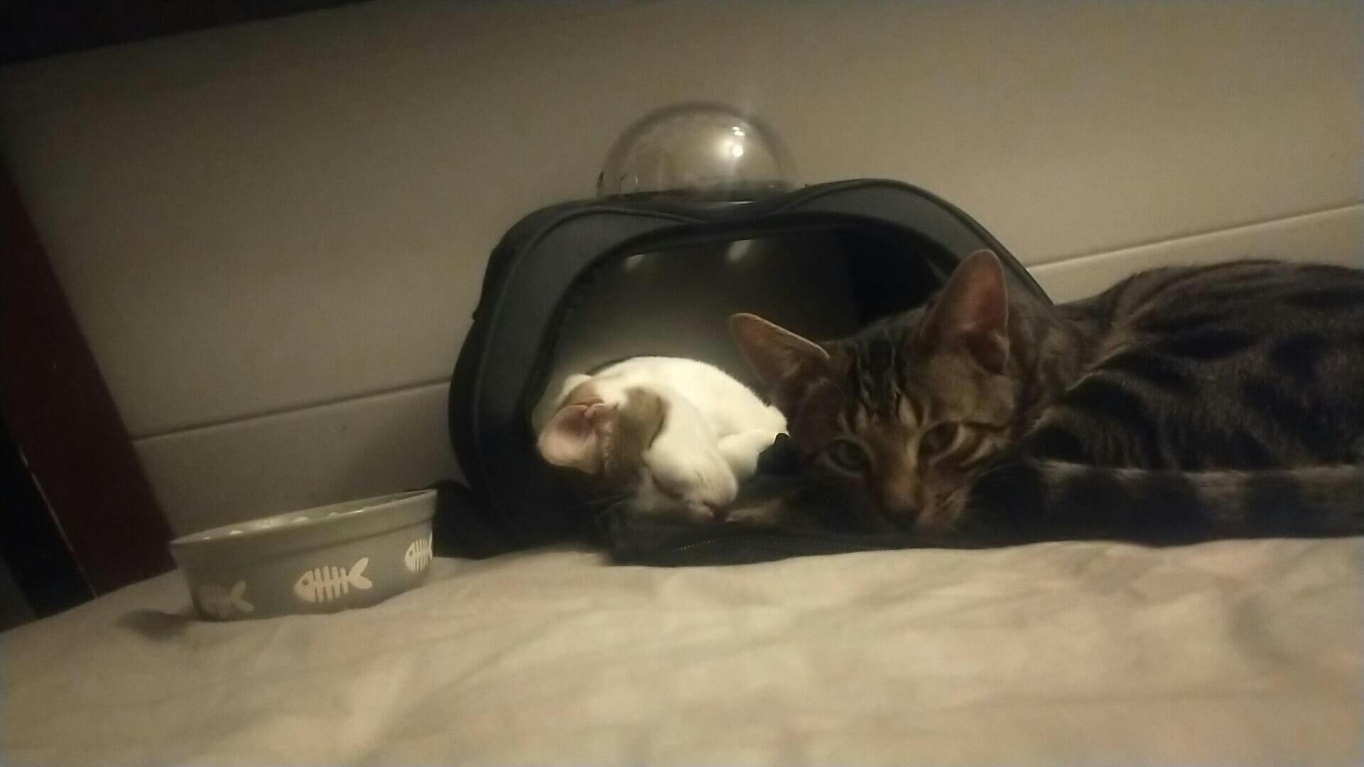 Stray x Travel Cat Backpack - Limited-Edition – Your Cat Backpack by ...