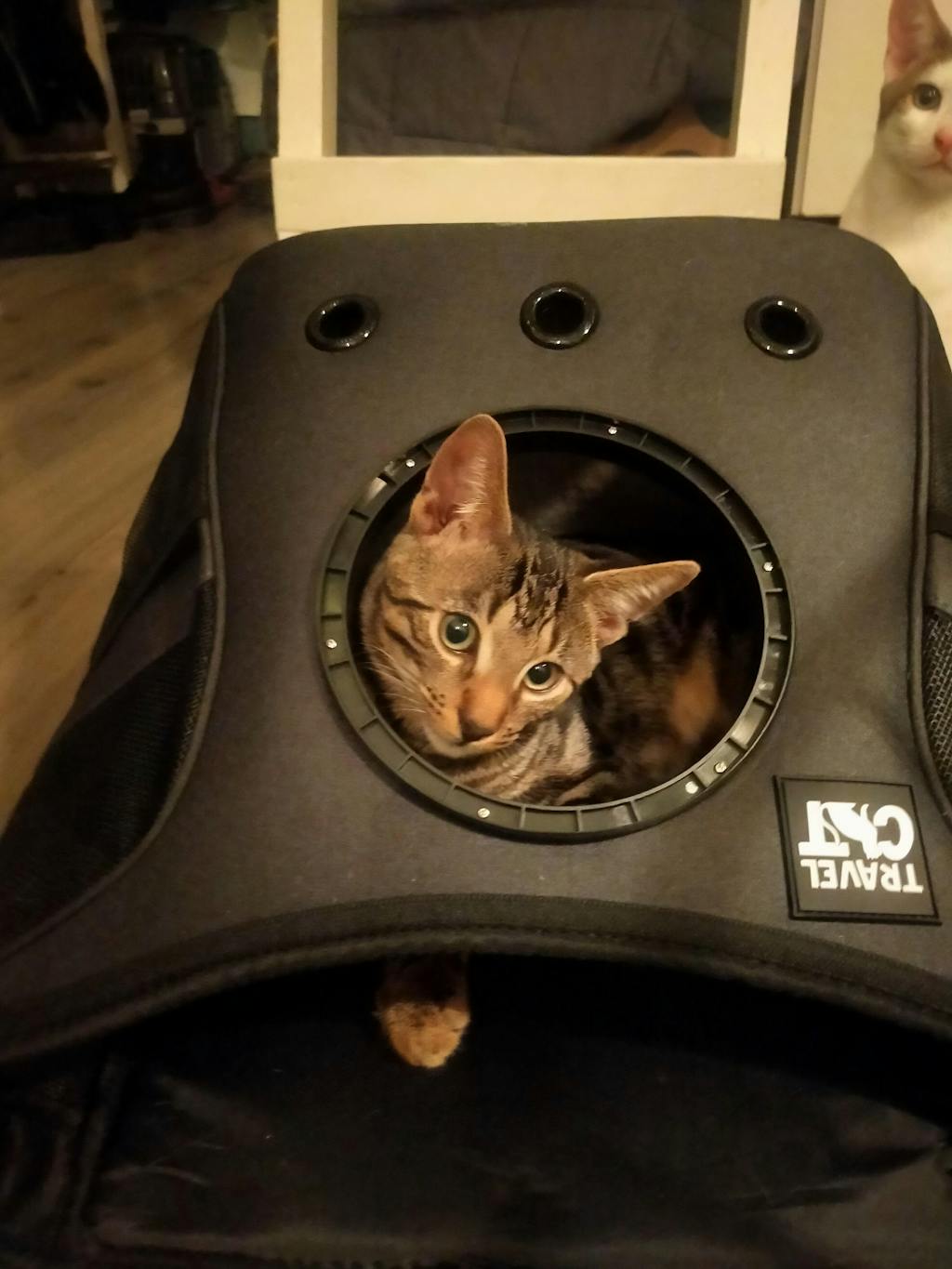 Stray x Travel Cat Backpack - Limited-Edition – Your Cat Backpack by ...