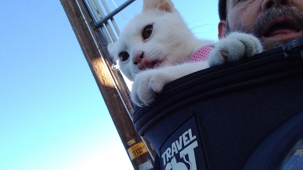 Stray x Travel Cat Backpack - Limited-Edition – Your Cat Backpack by ...