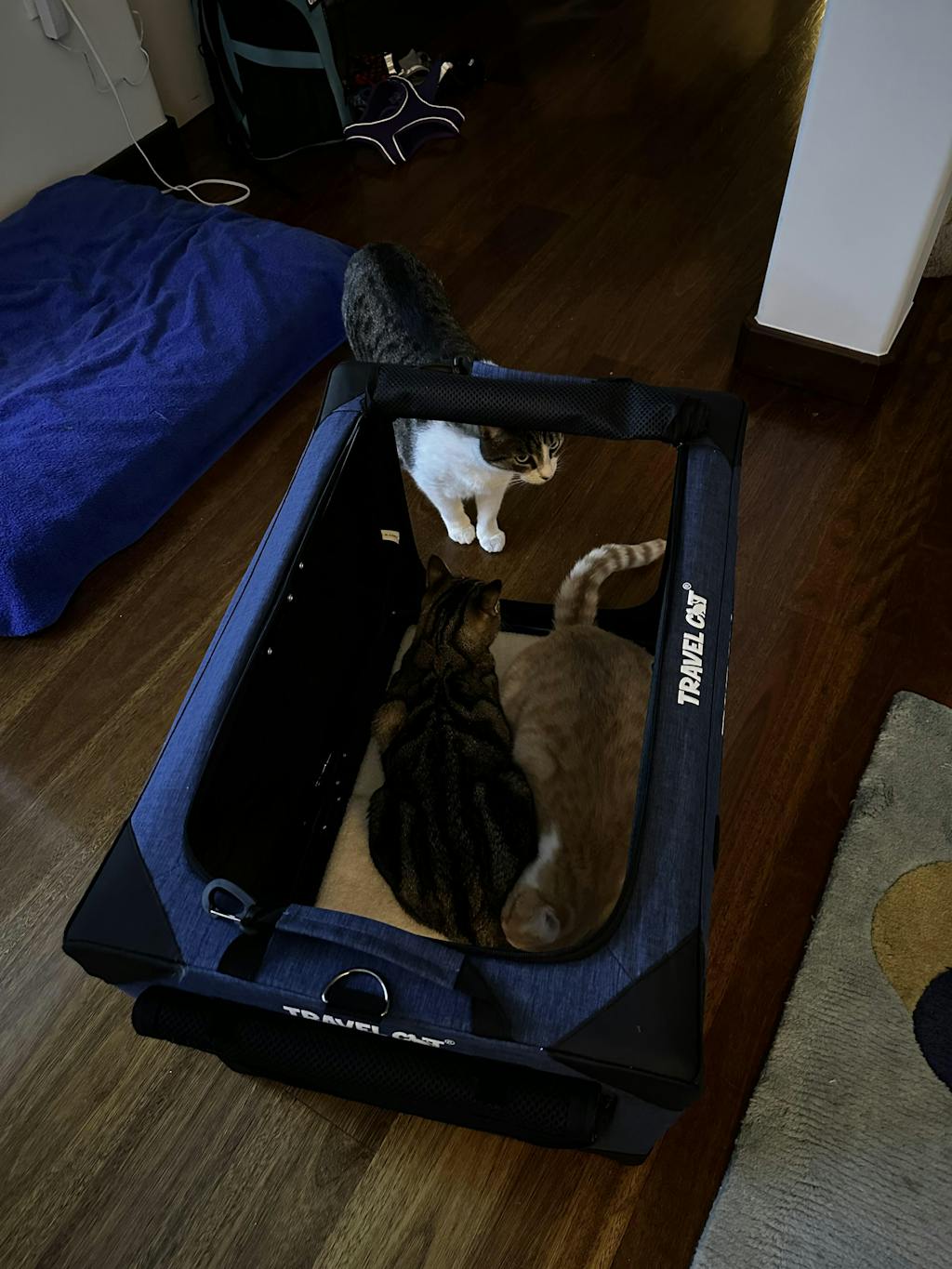 "The Boop Coop" Collapsible Travel Cat Crate & Carrier – Travel Cat ...