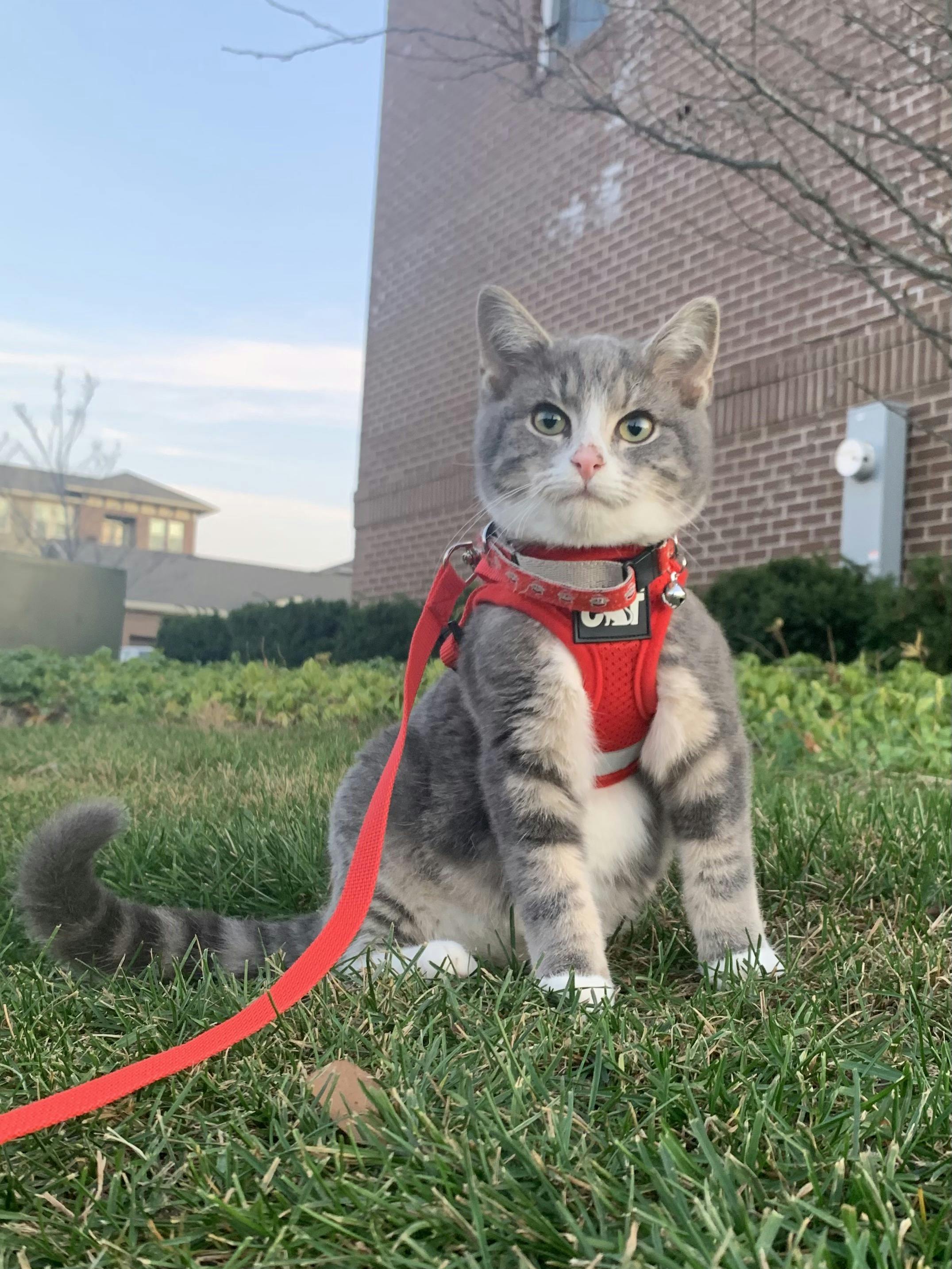 "The True Adventurer" Reflective Cat & Kitten Harness and Leash Set fo ...
