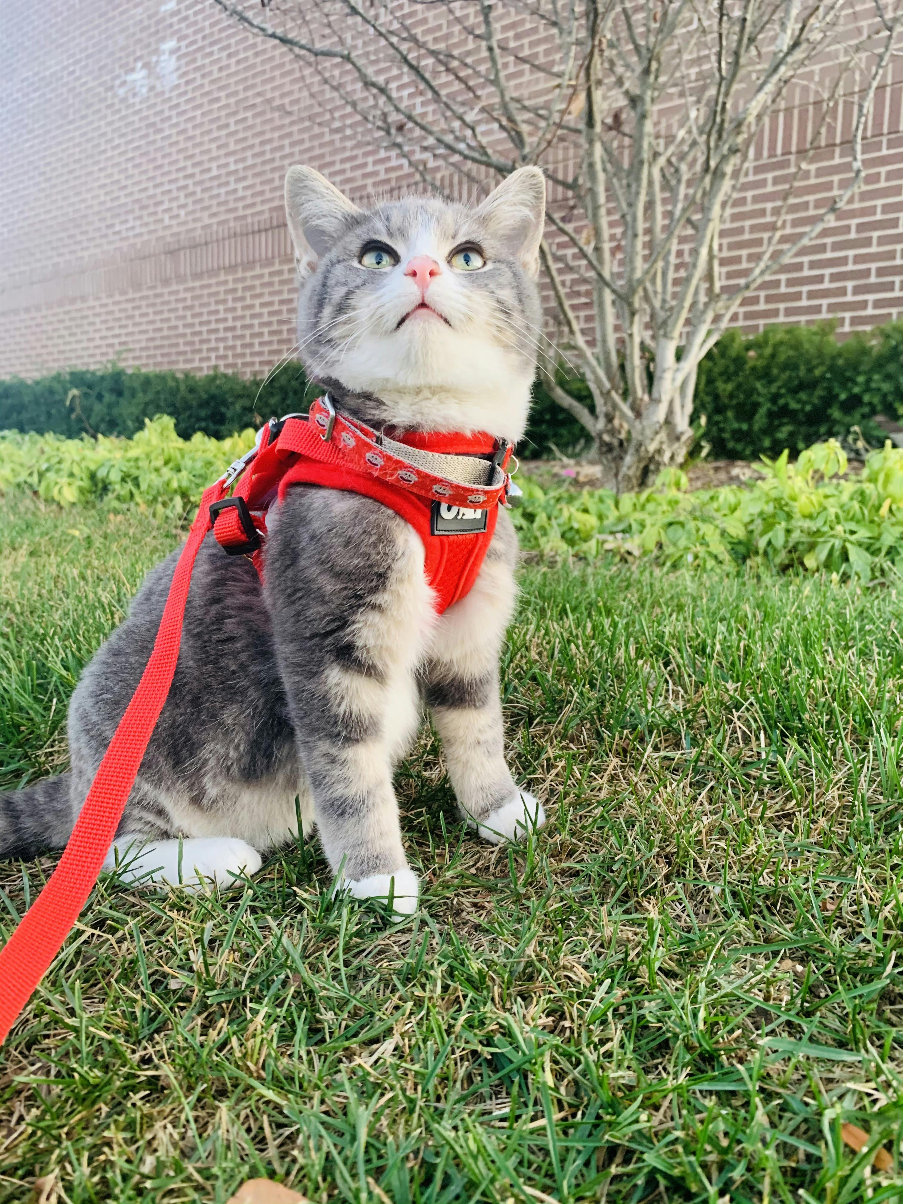 "The True Adventurer" Reflective Cat & Kitten Harness and Leash Set fo ...