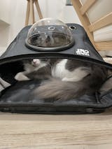 "The Fat Cat" Cat Backpack - For Larger Cats - Bubble Cat Carrier ...