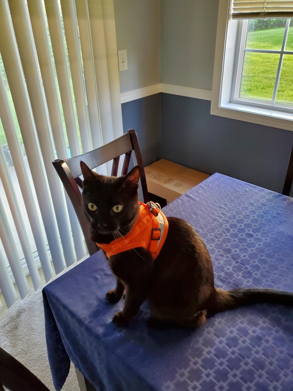 "The Wind in My Whiskers" Bundle: Harness, Leash, and Retractable Leas ...