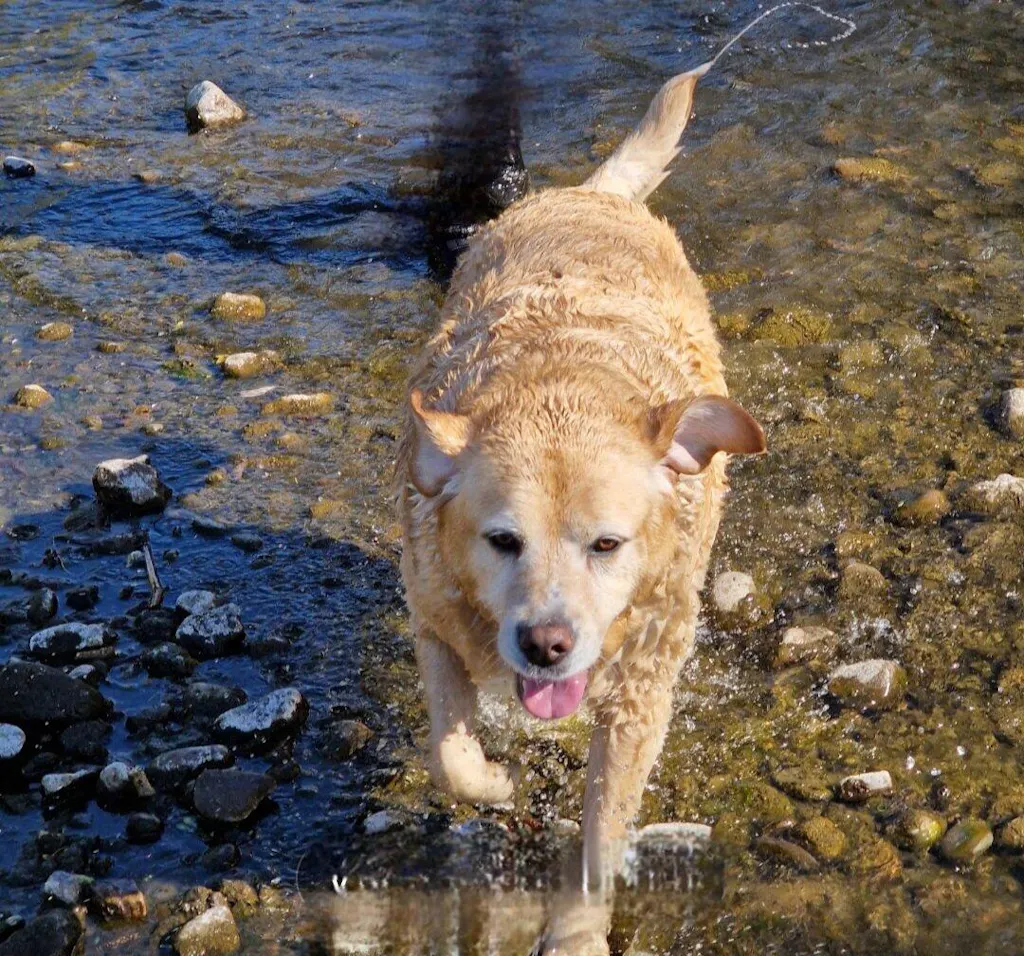 Canine Prime – Your Pet Nutrition