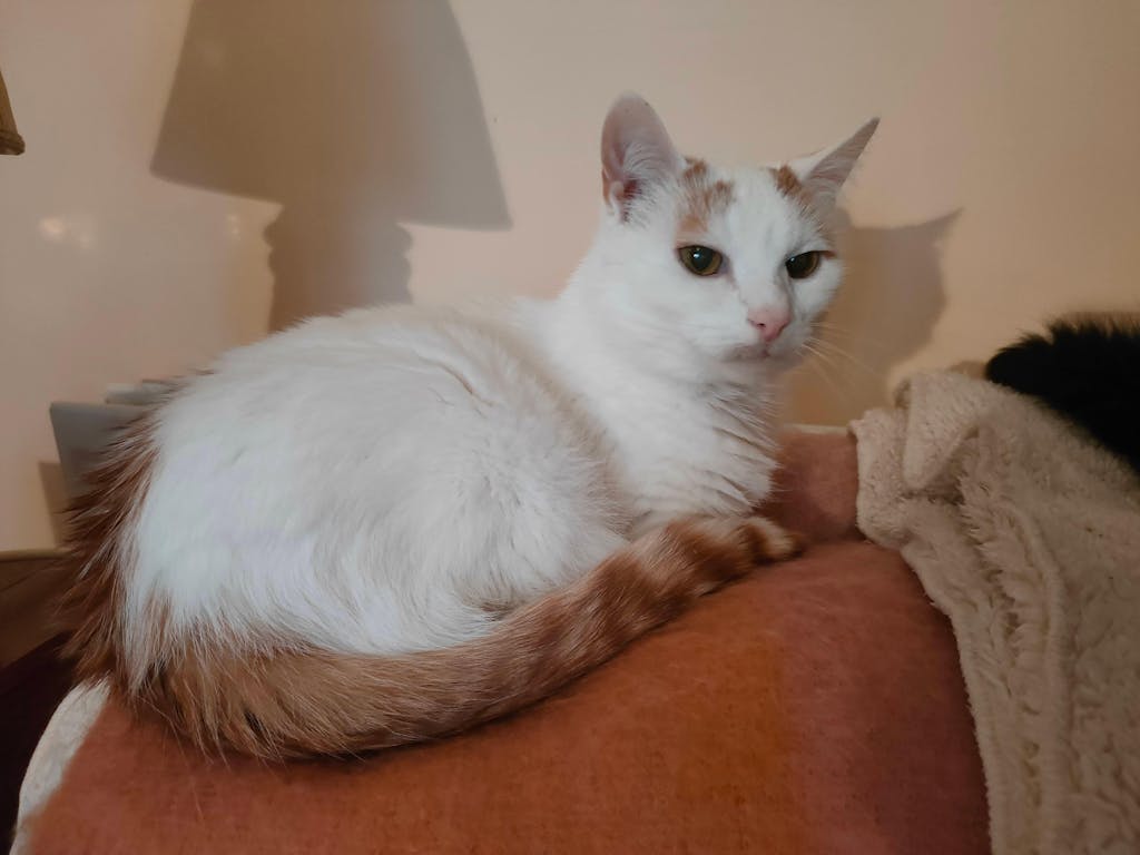 Feline 40 | Cat Health Supplement UK| Feline 40 Reviews | Cat Dietary ...