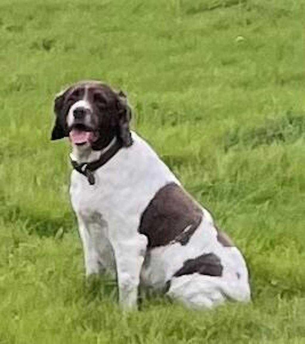 Canine Prime, Canine Prime Reviews, Canine Supplement, K9 Prime ...