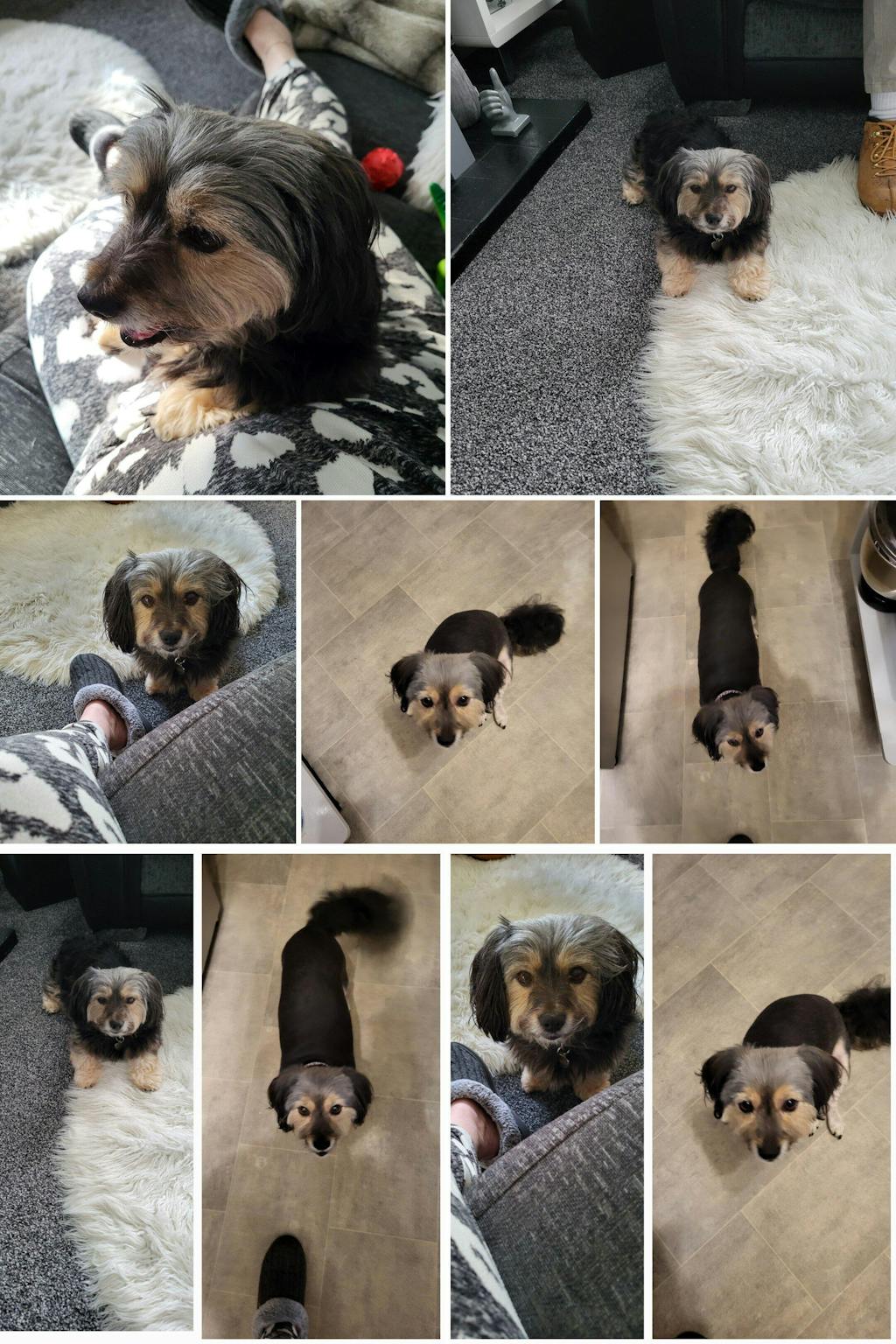 Canine Prime, Canine Prime Reviews, Canine Supplement, K9 Prime ...