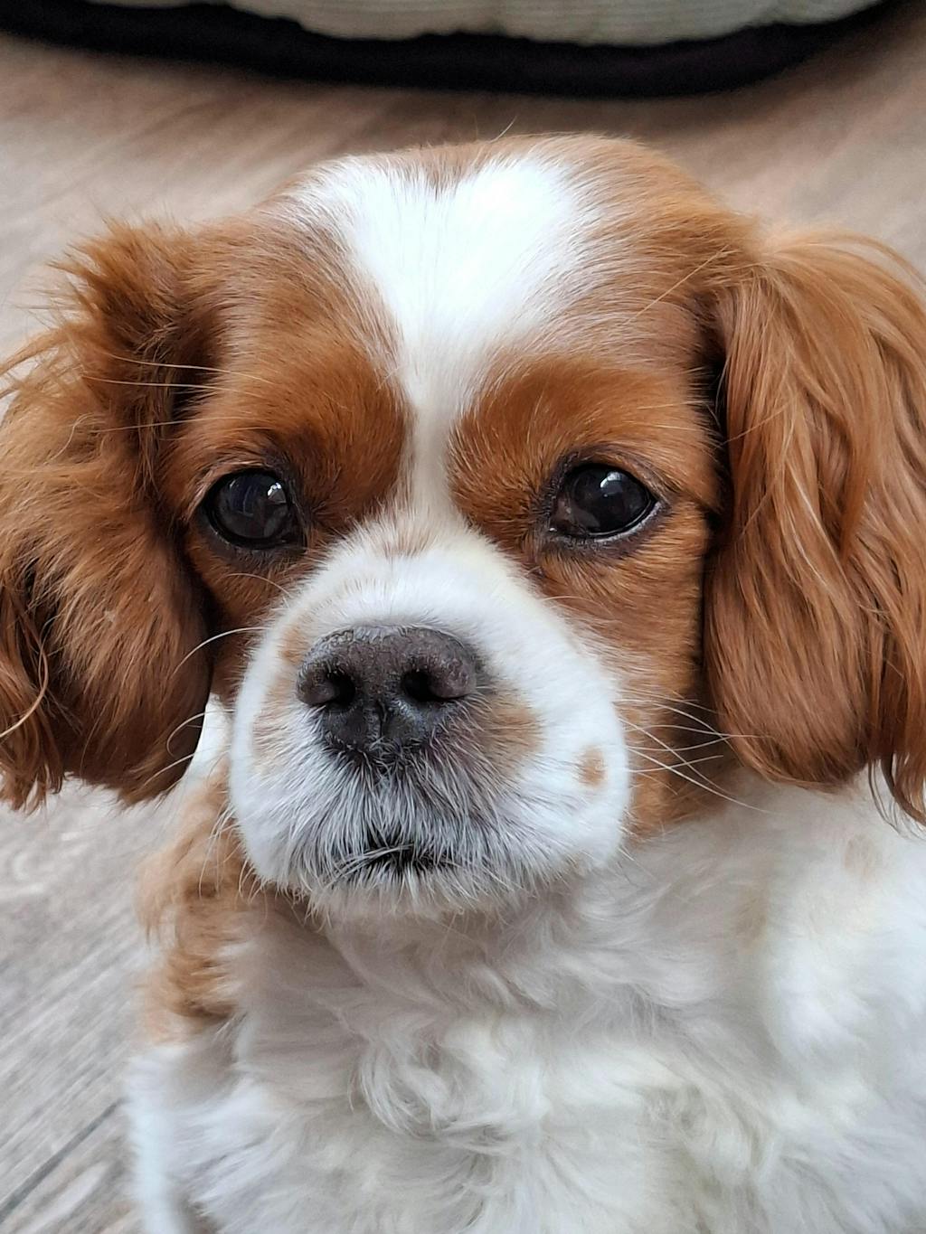 Canine Prime, Canine Prime Reviews, Canine Supplement, K9 Prime ...