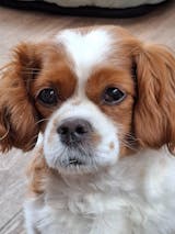 Canine Prime, Canine Prime Reviews, Canine Supplement, K9 Prime ...