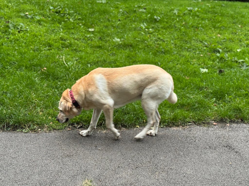 Canine Prime, Canine Prime Reviews, Canine Supplement, K9 Prime ...