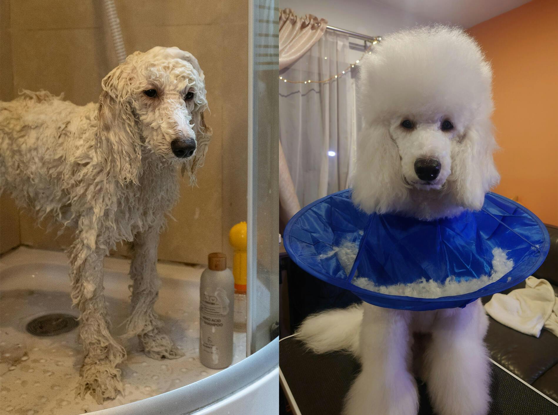 YUKIMI | Amino Acid Pet Shampoo (17 fl oz / 500 ml)