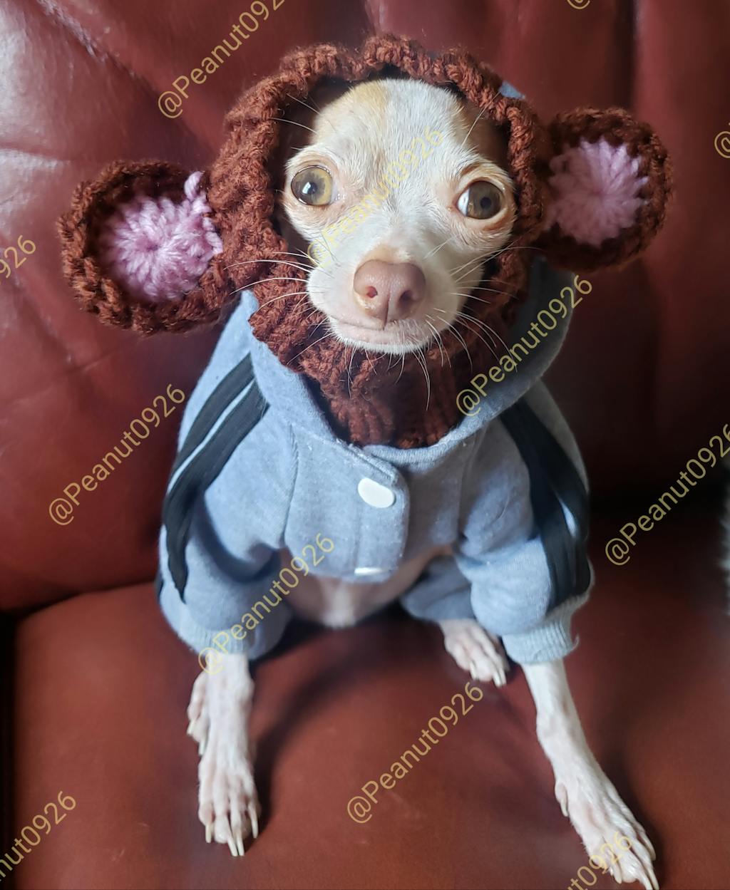 Monkey Zoo Snood - The Viral Cute Crochet Dog Snood Costume to Keep ...
