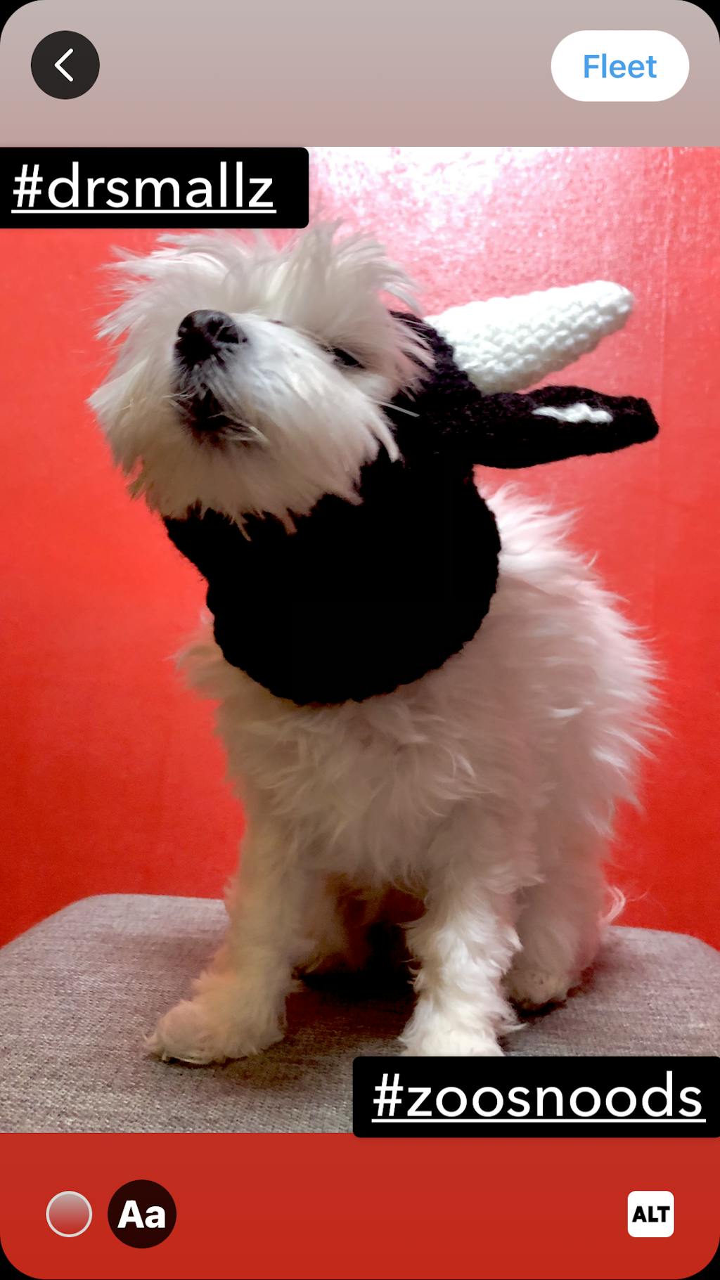 Bull Cow Dog Snood - Knit Dog Costume by Zoo Snoods