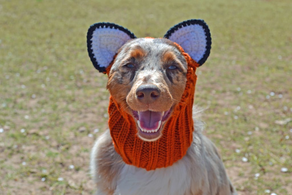 Fox Dog Snood - Knit Dog Costume by Zoo Snoods