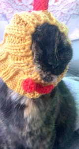 Rooster Zoo Snood - The Viral Cute Crochet Dog Snood Costume to Keep ...