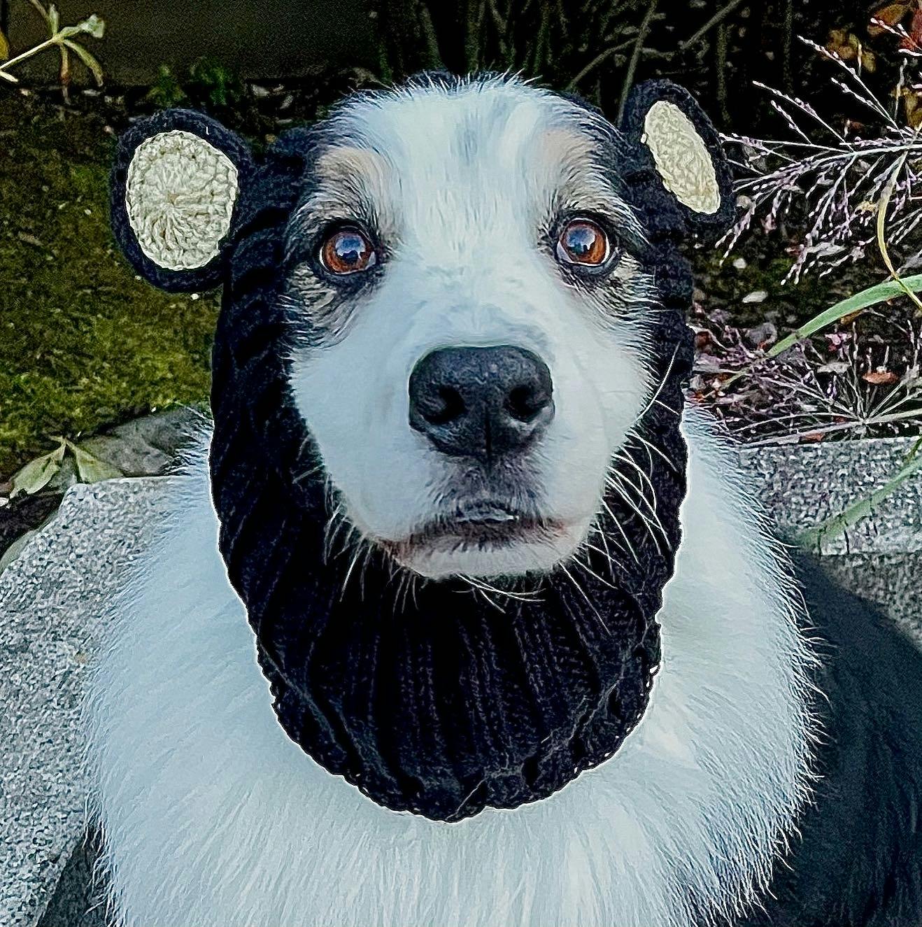 Black Bear Dog Snood - Knit Dog Costume by Zoo Snoods