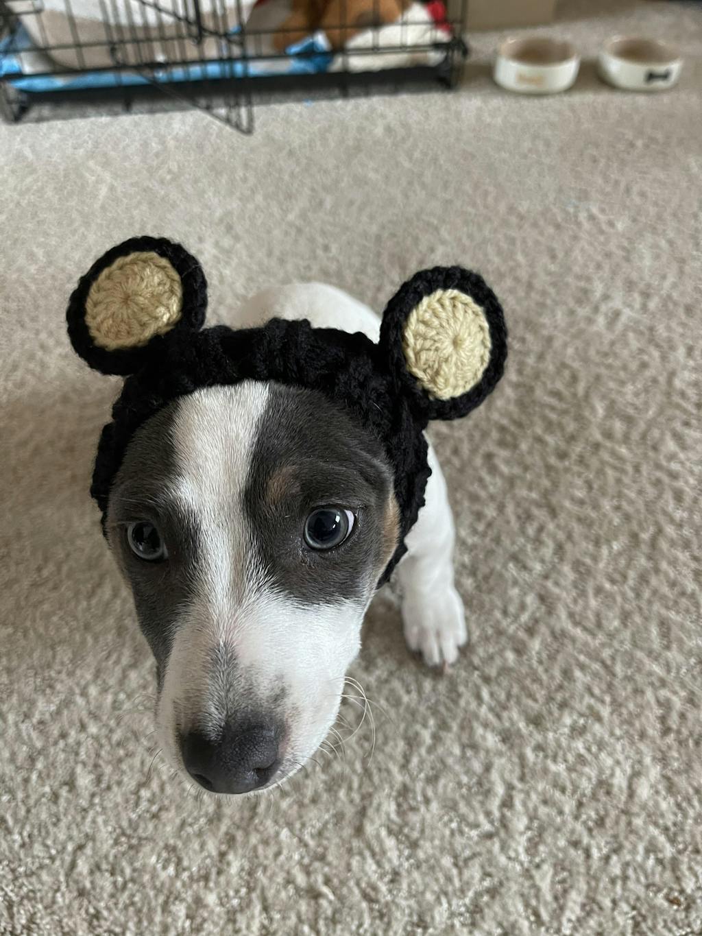 Black Bear Snood - The Perfect Dog Snood for Small, Medium and Large ...