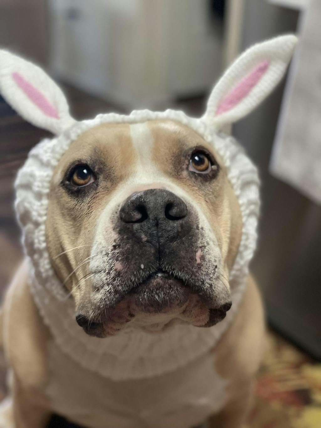 Bunny Rabbit Snood - The Perfect Dog Snood for Small, Medium and Large ...