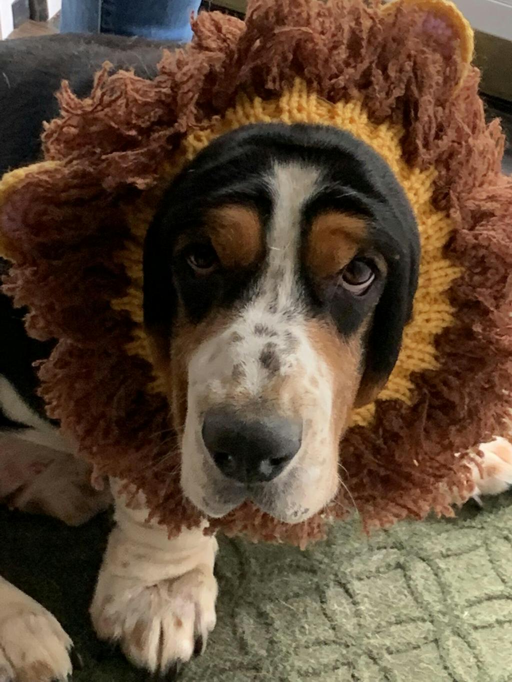 Lion Snood - The Perfect Dog Snood for Small, Medium and Large Dogs ...