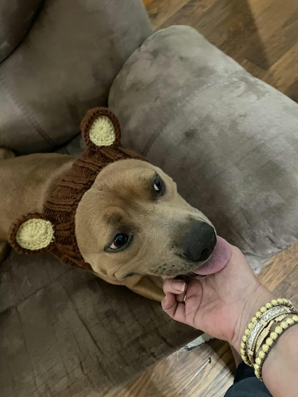 Black Bear Snood - The Perfect Dog Snood for Small, Medium and Large ...