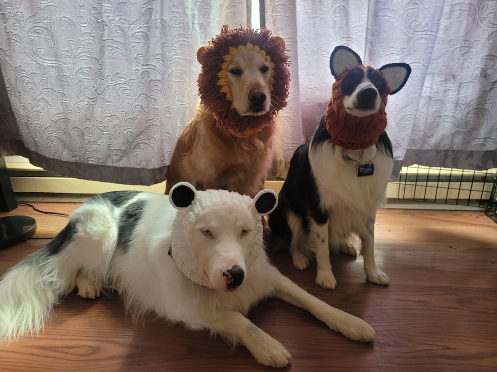 Lion Snood - The Perfect Dog Snood for Small, Medium and Large Dogs ...