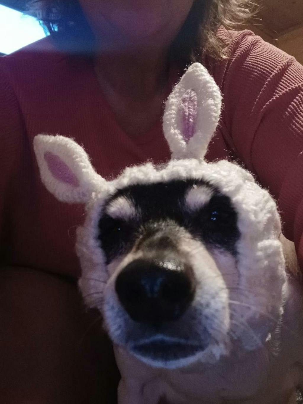 Bunny Rabbit Snood - The Perfect Dog Snood for Small, Medium and Large ...