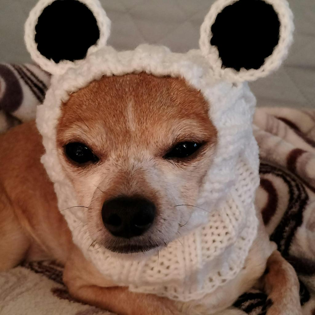 Panda Zoo Snood - The Viral Cute Crochet Dog Snood Costume to Keep Warm ...