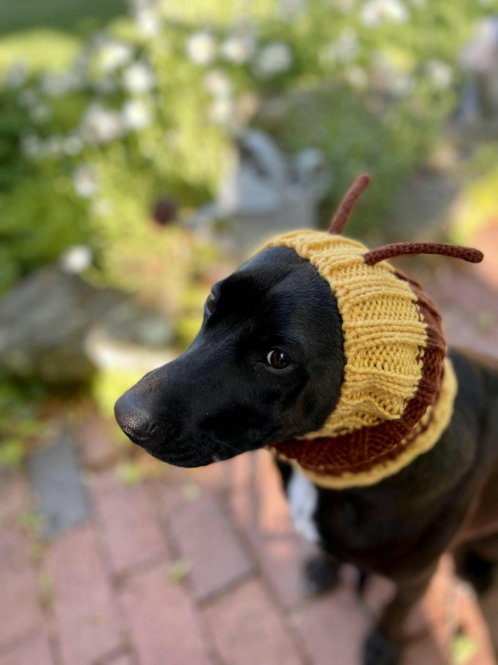 Frog Zoo Snood - The Viral Cute Crochet Dog Snood Costume to Keep Warm ...