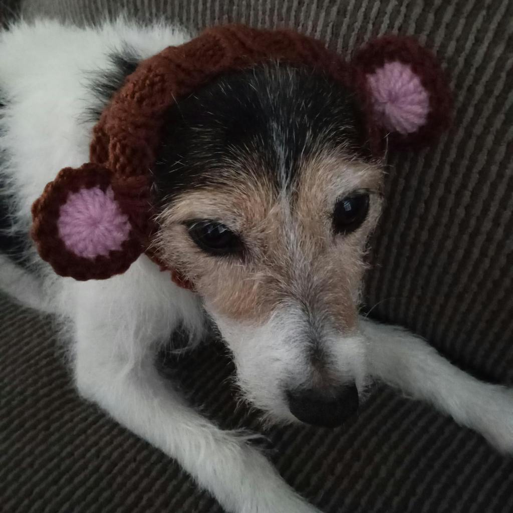Fox Zoo Snood - The Viral Cute Crochet Dog Snood Costume to Keep Warm ...