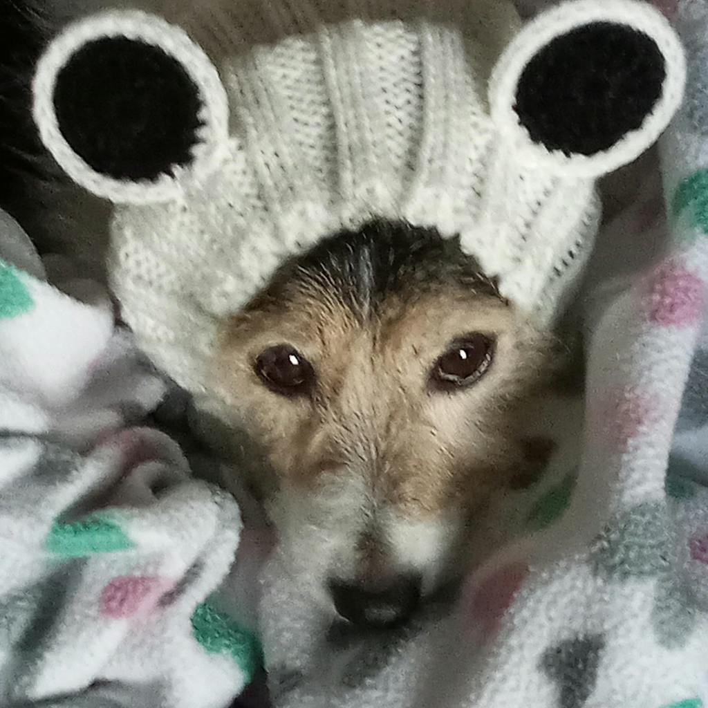 Fox Zoo Snood - The Viral Cute Crochet Dog Snood Costume to Keep Warm ...