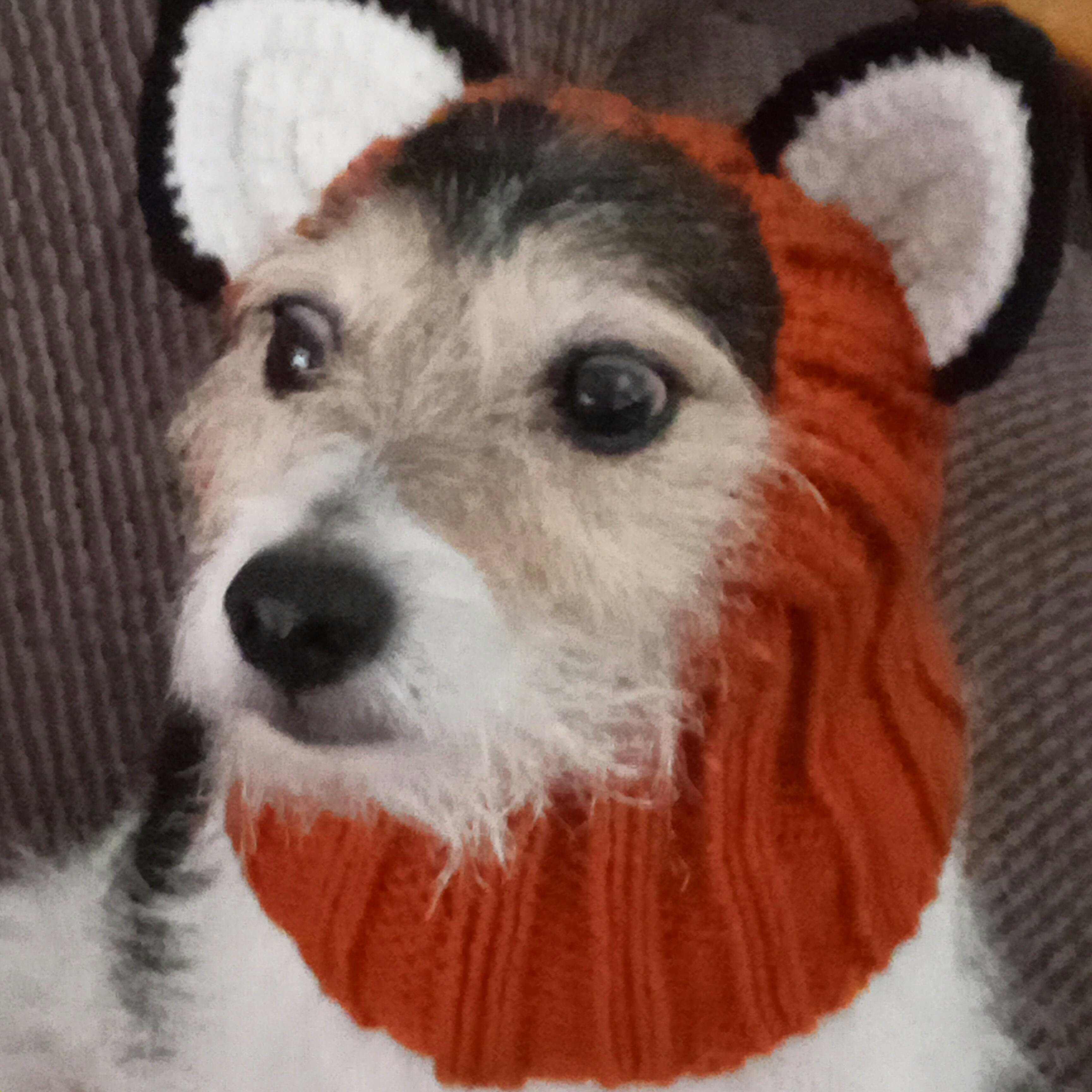 Fox Zoo Snood - The Viral Cute Crochet Dog Snood Costume to Keep Warm ...
