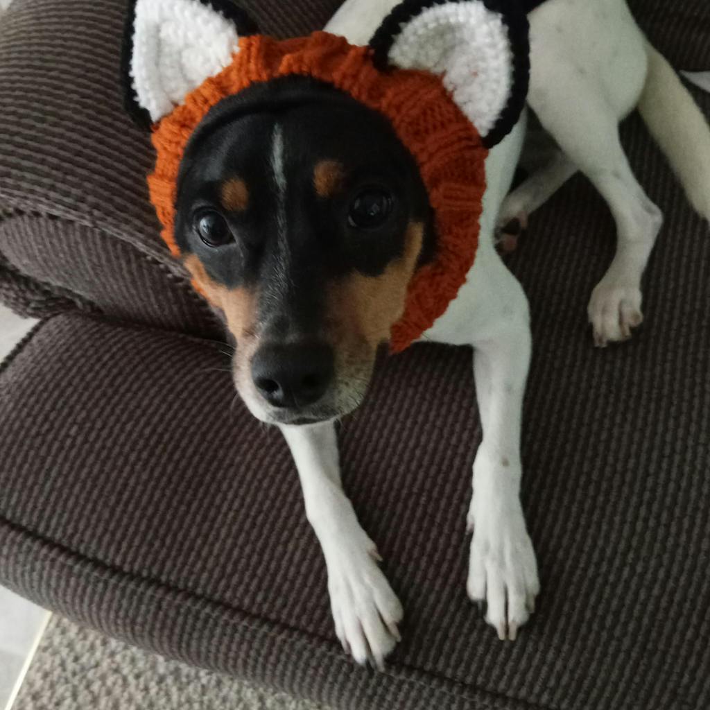 Fox Zoo Snood - The Viral Cute Crochet Dog Snood Costume to Keep Warm ...